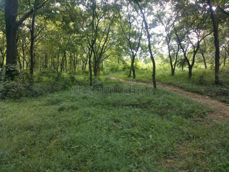 Forest stock photo. Image of pond, city, small, good - 44281310