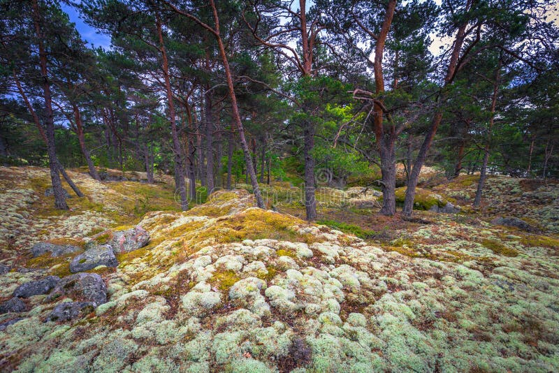 Forest in a Small Island during Midsummer in the Swedish Archipelago ...