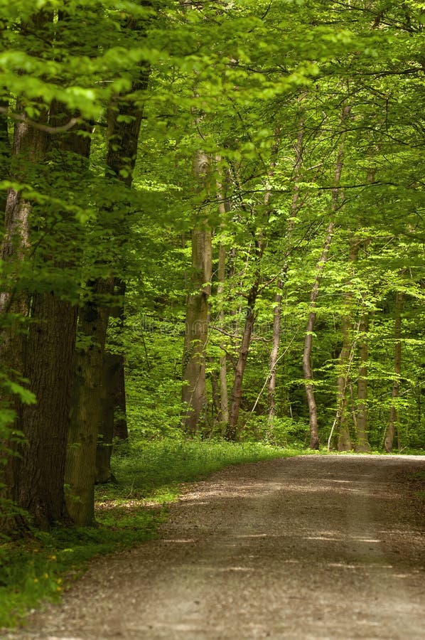 Forest with a small path stock image. Image of environment - 191976021