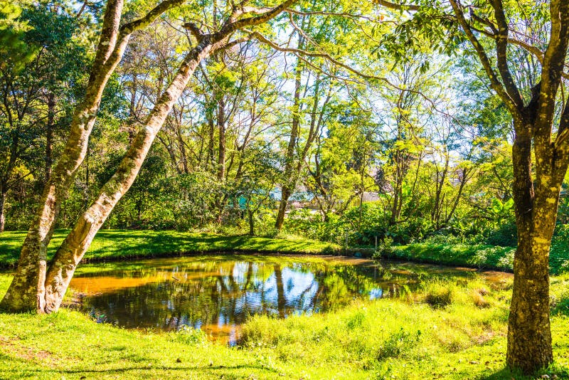 Forest with Small Pond on Mountain Stock Photo - Image of view, fresh ...