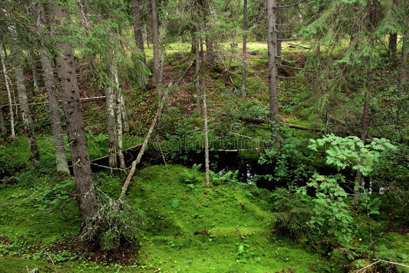 Forest Small River in Fur-tree Forest Stock Photo - Image of horizontal ...