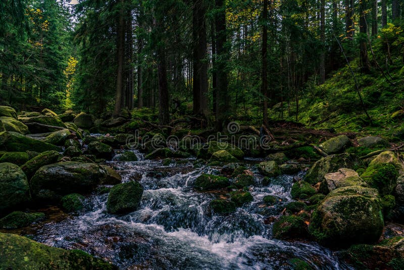 Forest small river stock image. Image of landscape, trees - 232550291