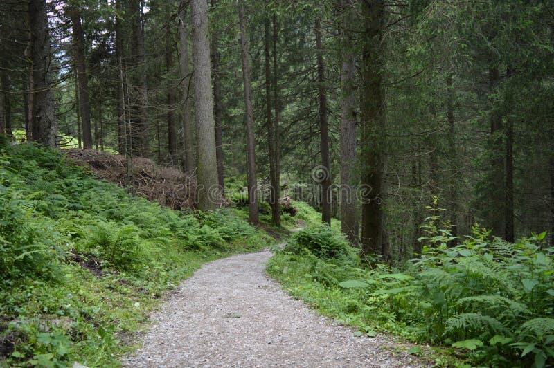 Naaldwoud Stock Photos - Free & Royalty-Free Stock Photos from Dreamstime