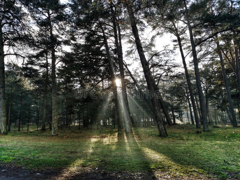 Forest smog in spring editorial stock photo. Image of forest - 136835303