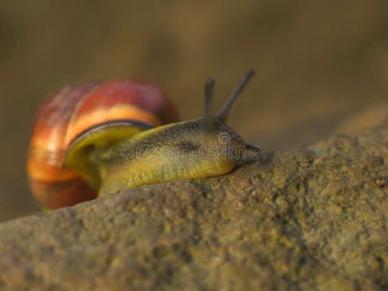 Forest snail stock photo. Image of snail, animal, shell - 125964432