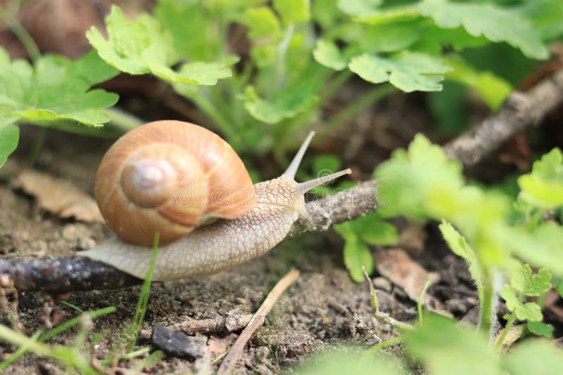 Forest Snail on the Background of Nature, Selective Focus Stock Image ...