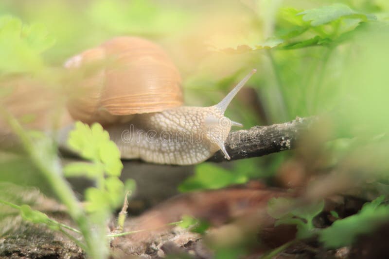 Forest Snail on the Background of Nature, Selective Focus Stock Photo ...