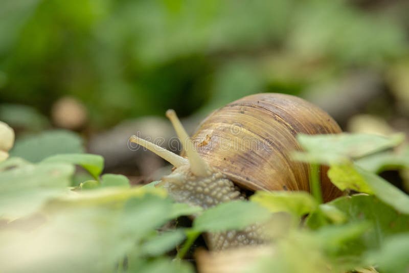 Forest Snail In Nature Park | Singapore Stock Photo - Image of nature ...