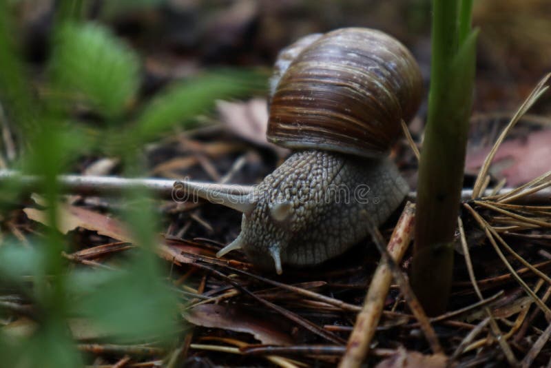 Forest Snail in Its Natural Habitat after the Rain Stock Image - Image ...