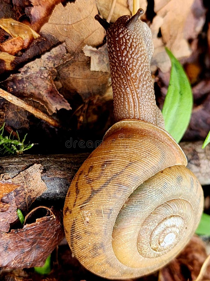 Forest Snail Nature Art Scenic Abstract Stock Image - Image of scenic ...
