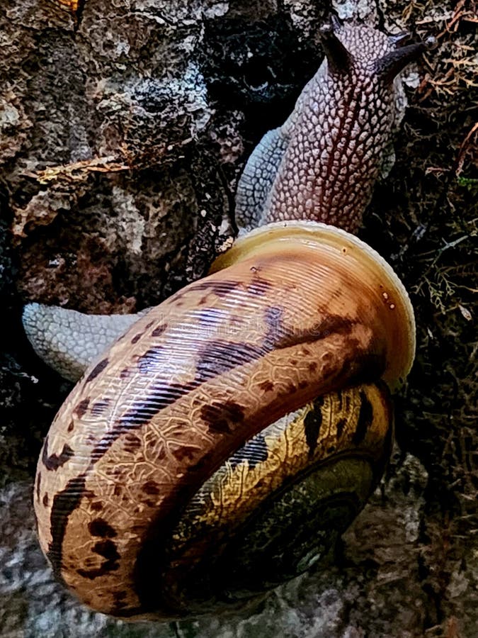 Forest Snails Pace Art Nature Art Stock Image - Image of snails, nature ...