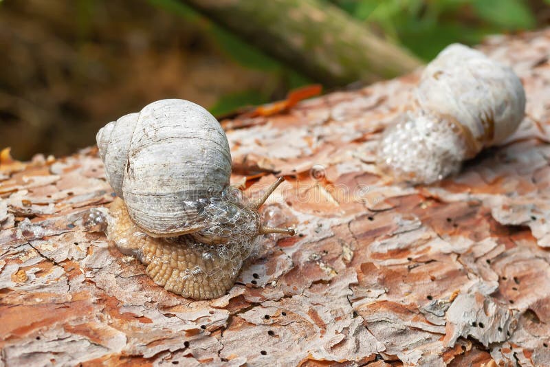 Forest Snails. Two Snails on the Bark of a Tree Stock Image - Image of ...