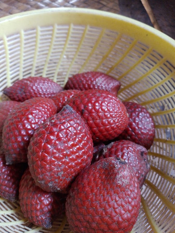 Forest snake fruit stock photo. Image of fruit, buah - 286718410