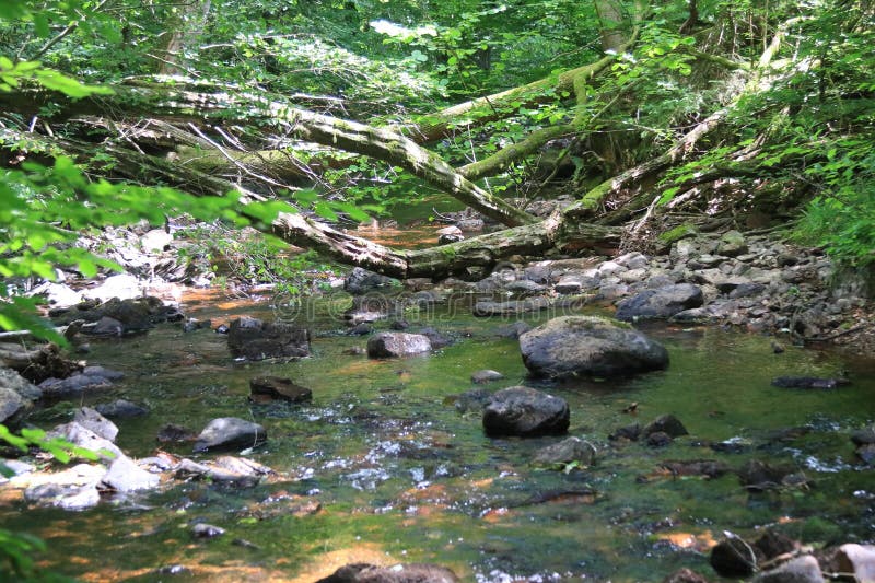 In the forest stock photo. Image of landscape, stump - 342593388