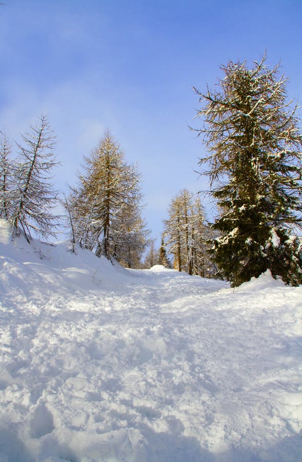 Forest with snow stock image. Image of natural, landscape - 12464557