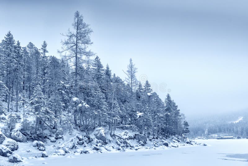 Forest with snow Bavaria stock image. Image of branch - 50099461