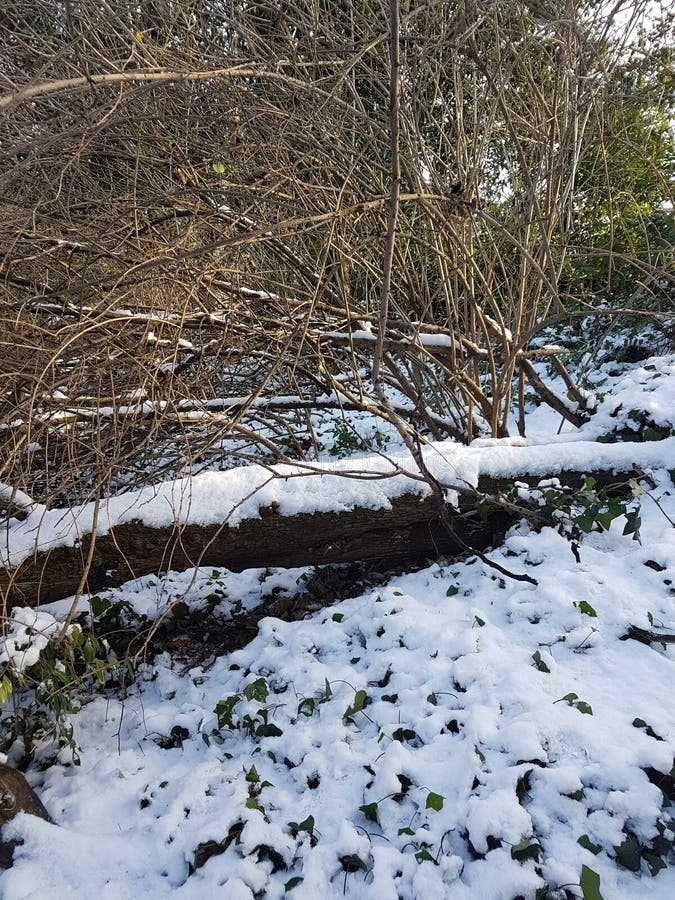 Snow on Bush stock photo. Image of green, lights, garden - 49392410