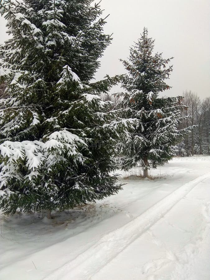 Forest Snow-covered Beautiful Tree Admires the Forest Stock Image ...