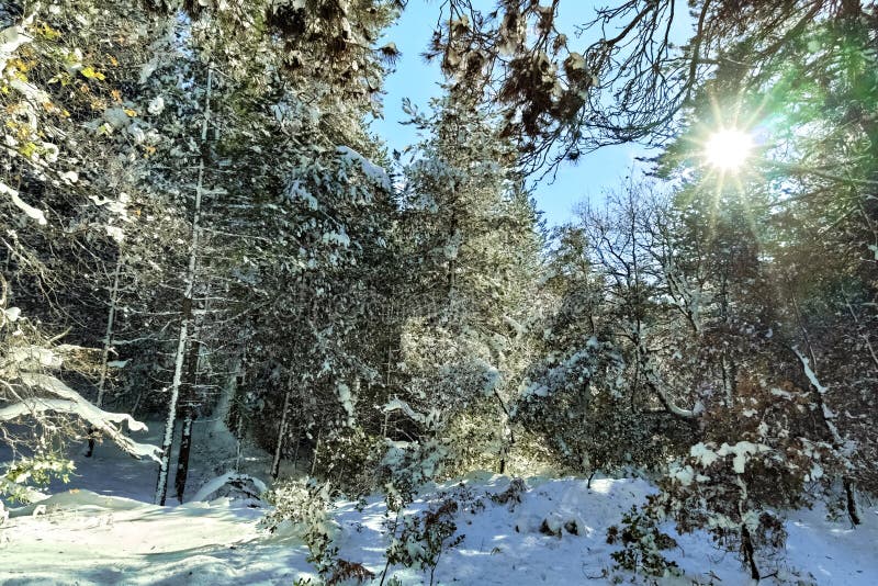 Forest Snow Covered in the Sunlight Stock Image - Image of hiking, beam ...