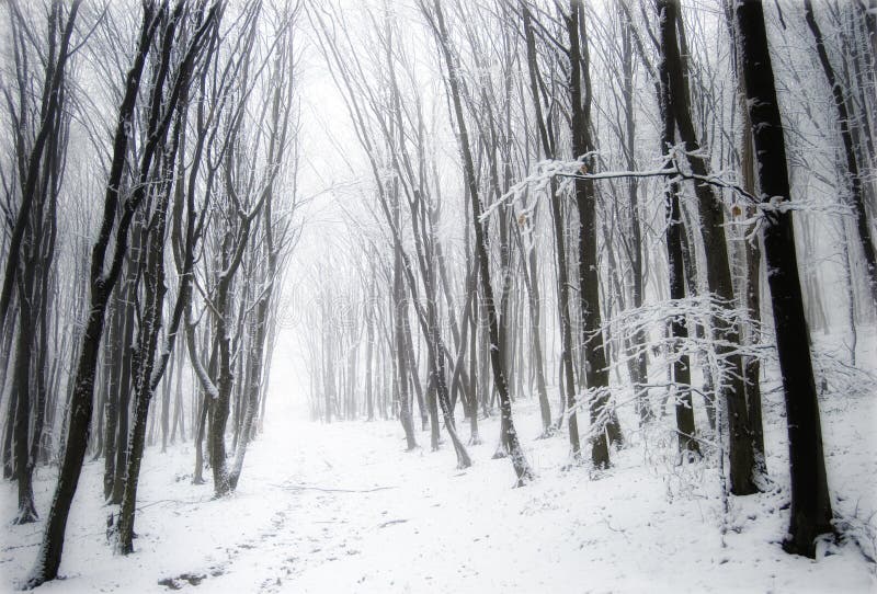 Forest with Snow, Fog and Frozen Trees Stock Photo - Image of mystery ...