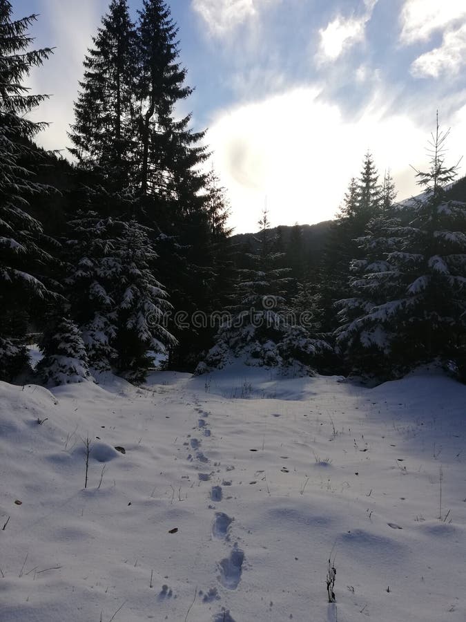 Forest stock image. Image of mountains, cold, snow, forest - 131252593