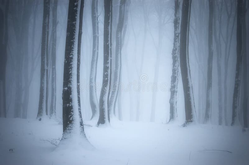 Forest with Snow, Fog and Frozen Trees Stock Photo - Image of mystery ...