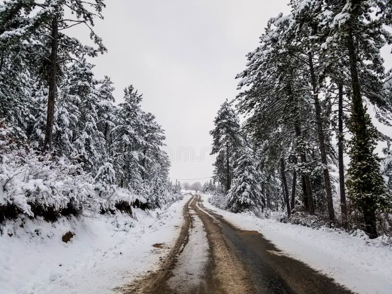 Forest with Snow Landscape. Stock Image - Image of landscape, high ...