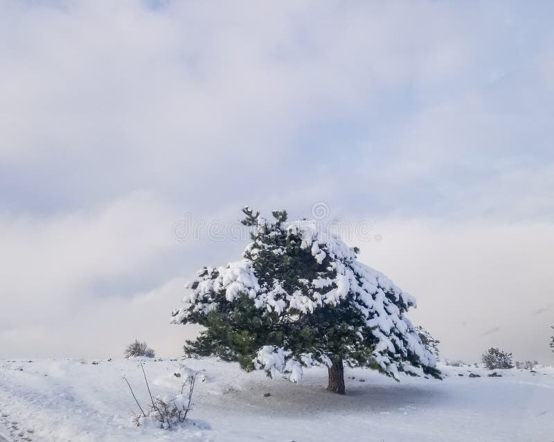 Forest with Snow Landscape. Stock Photo - Image of hill, life: 179980404