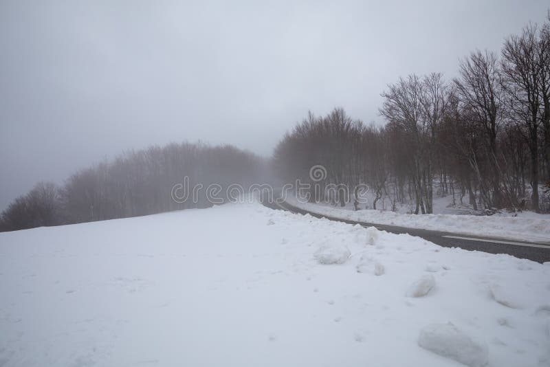 Forest with snow and mist stock image. Image of clouds - 210733113