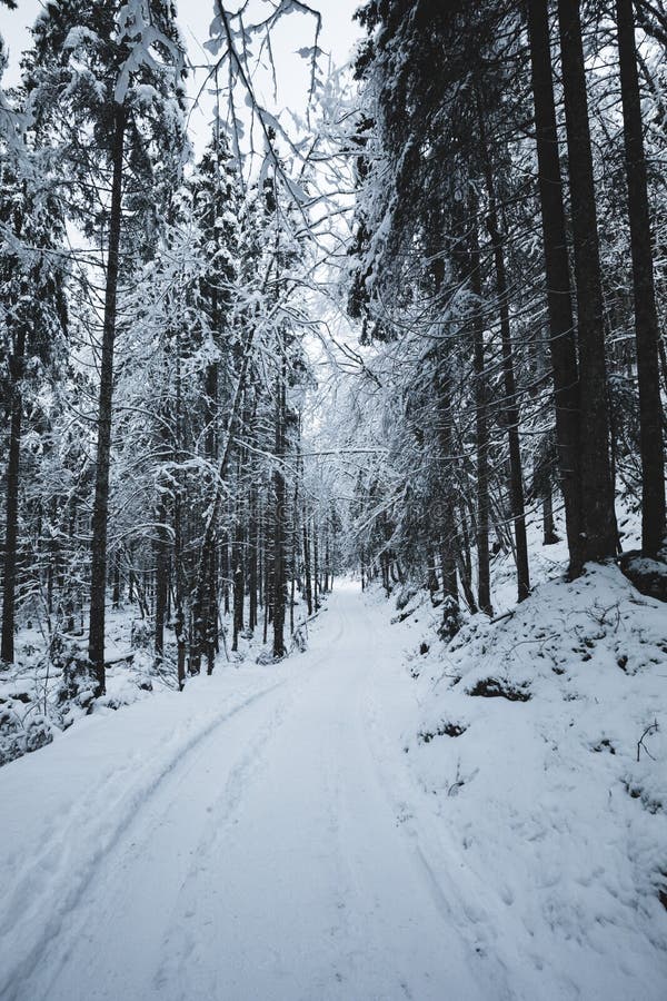 Forest in Snow with a Path in Winter Stock Image - Image of path ...