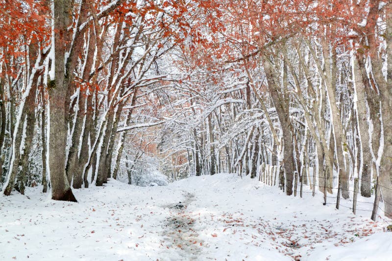 Forest with Snow and Red Autumnal Leaves Stock Photo - Image of cold ...