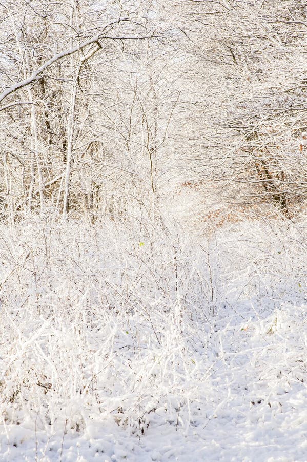 Forest with snow stock photo. Image of frost, outdoor - 92749936