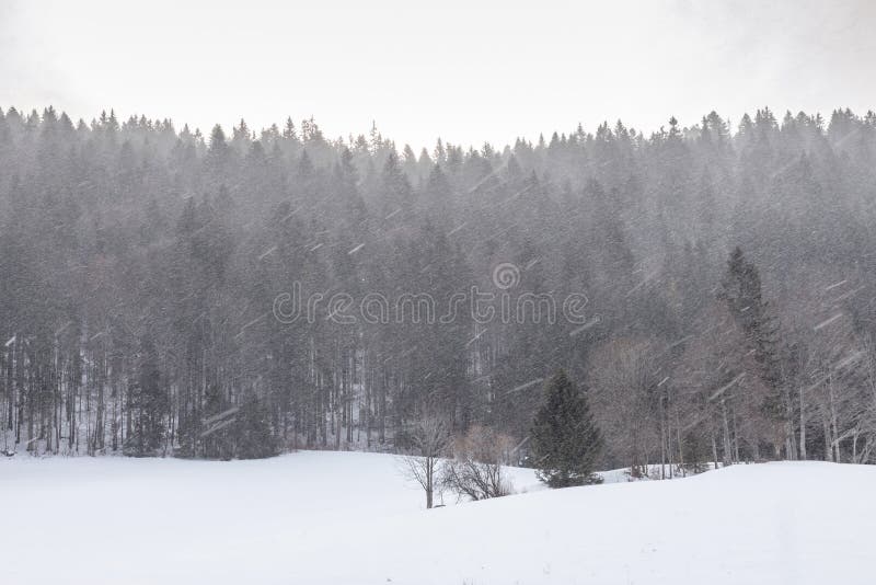 Forest Snow Winter Snowing Kalt Berg Landschaft Stockbild - Bild von ...