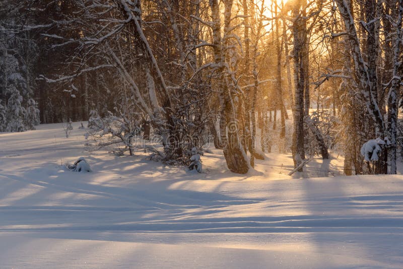 Forest Snowfall Sun Sunset Winter Stock Image - Image of snowfall, snow ...