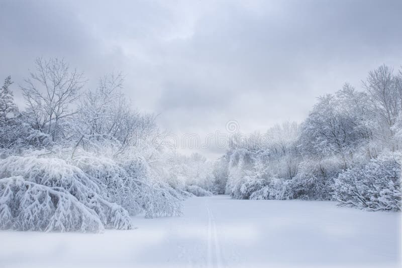 Forest in snowstorm stock photo. Image of snowscape, fresh - 7241942