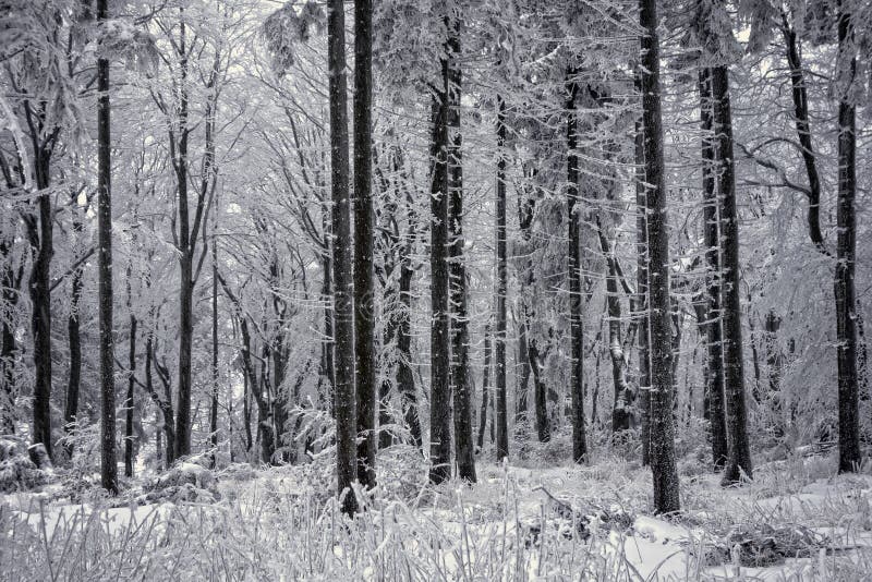 Forest in snowstorm stock image. Image of lonely, blue - 50089809
