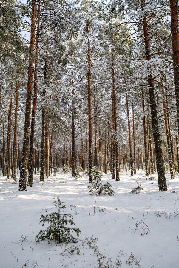 Forest in Snowy Day in Winter Trees Covered in Snow Stock Image - Image ...