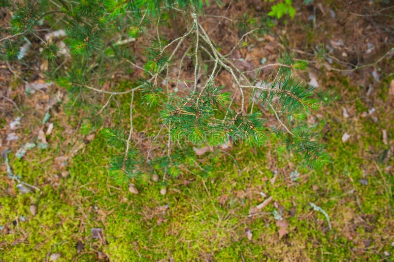 Forest Soil with Grass stock photo. Image of green, grass - 116028304
