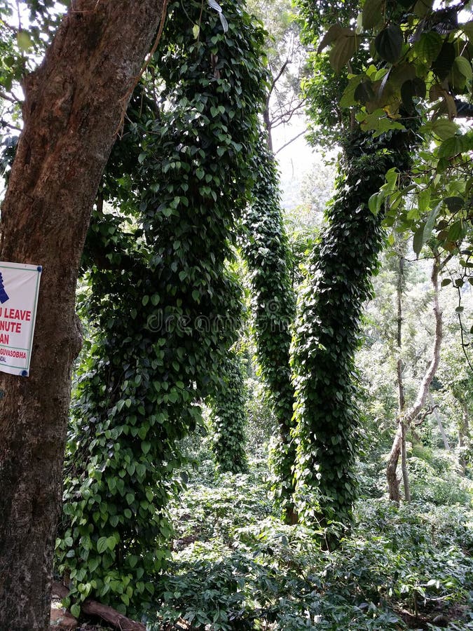 Forest south india stock photo. Image of south, leaves - 101464340