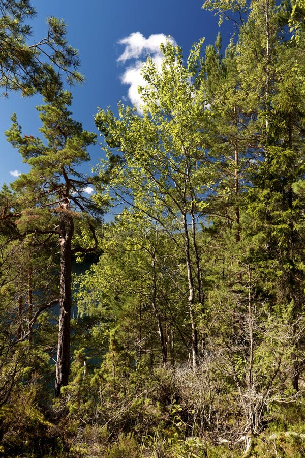 Forest in southern Sweden stock photo. Image of forest - 78368732