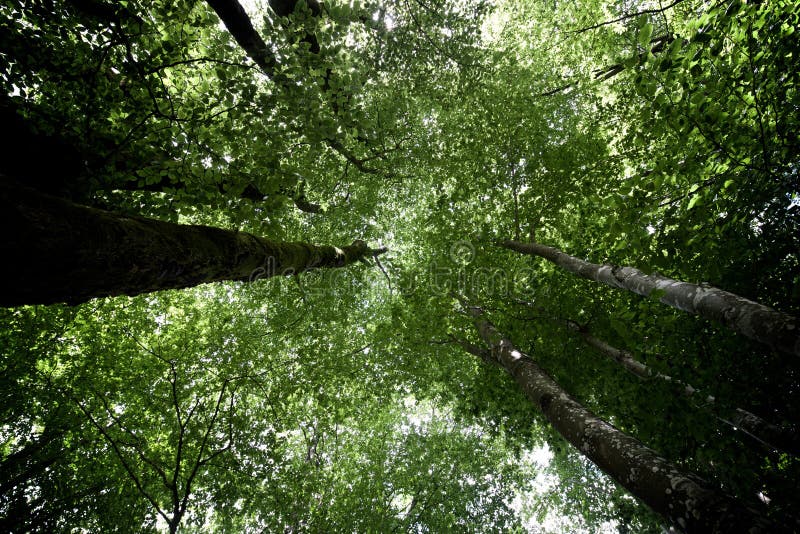 Forest in Spain stock photo. Image of brown, beech, natural - 168223990