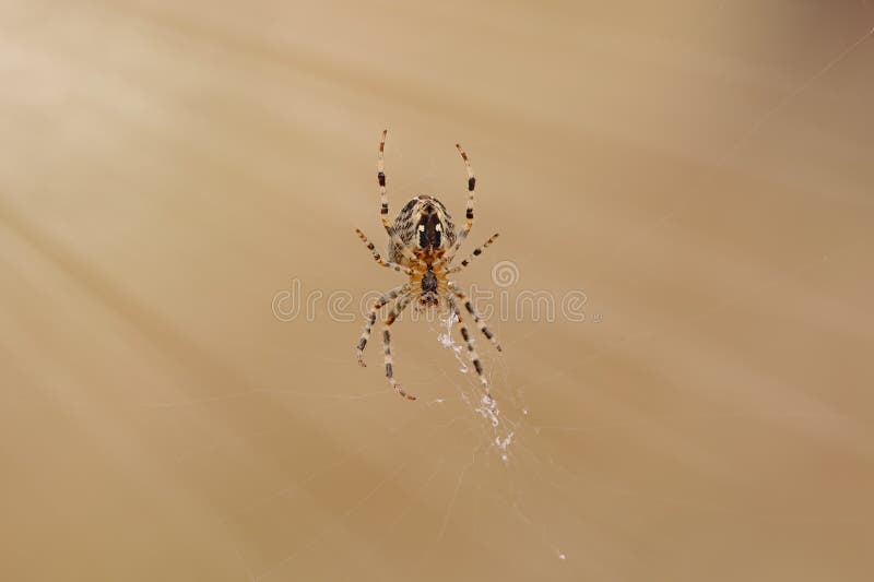 Forest Spider in the Rays of the Sun Stock Photo - Image of animal ...