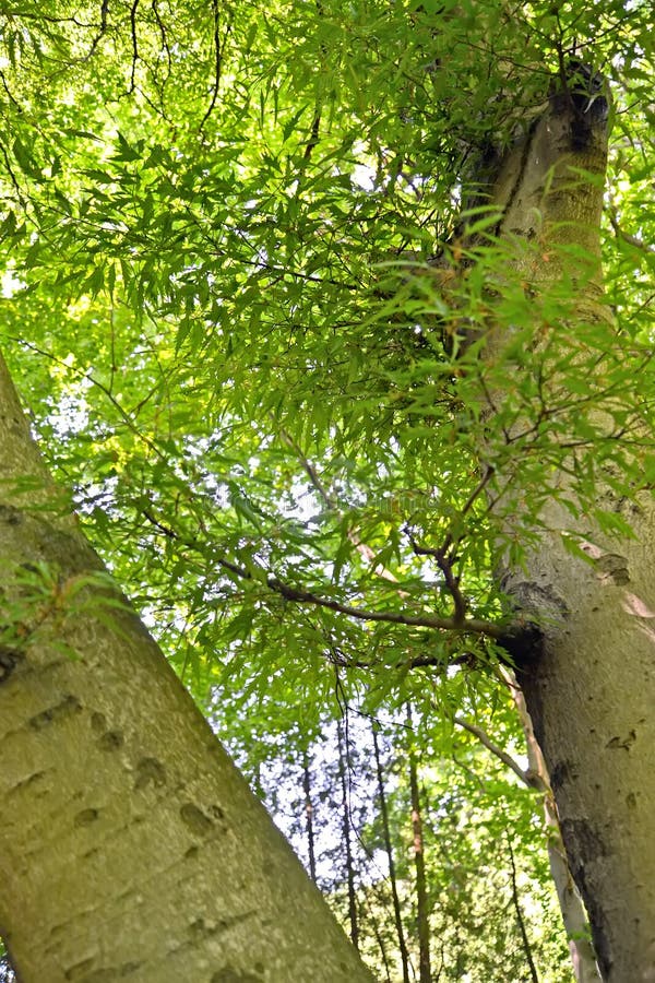Forest Split-leaved Beech Fagus Sylvatica, Var. Laciniata, a Branch with Leaves on the ...