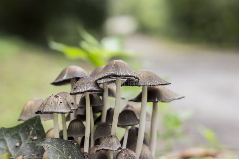 Forest sponge stock image. Image of composition, corrugated - 59719131