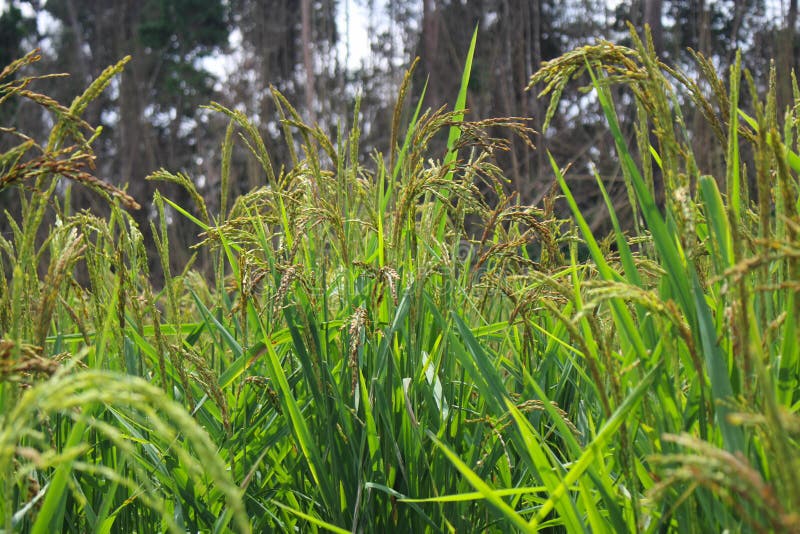 Farming Rice Field Background Image Stock Photo - Image of flower ...