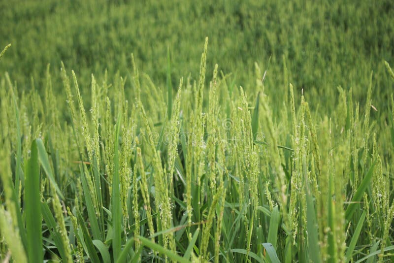Forest Spreading Mountain Farming Rice Field Background Image Stock ...