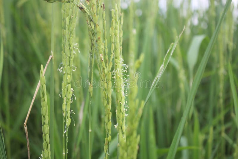 Forest Spreading Mountain Farming Rice Field Background Image Stock ...