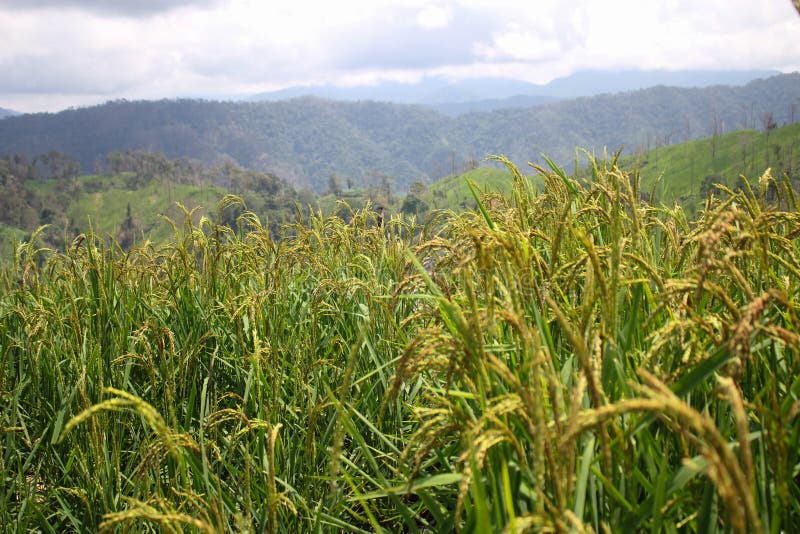 Forest Spreading Mountain Farming Rice Field Background Image Stock ...