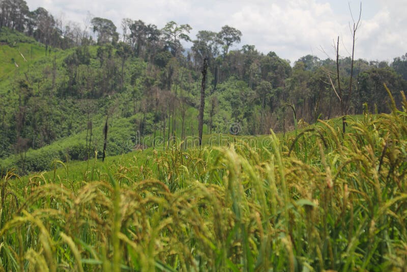 Forest Spreading Mountain Farming Rice Field Background Image Stock ...