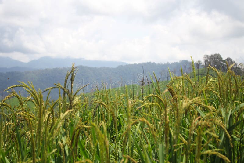 Forest Spreading Mountain Farming Rice Field Background Image Stock ...